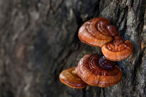 Ganoderma Ciuperca Reishi Beneficii Proprietati Utilizari
