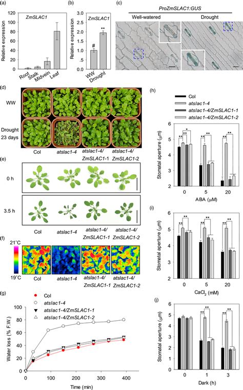expression and localization analyses a rt‐qpcr analyses of tissue