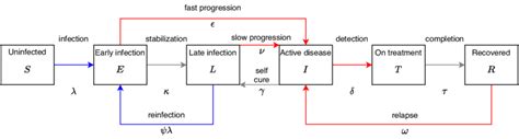Model Structure Duplicated For Each Sex Red Transitions Are