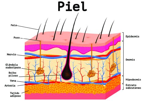 Capas De La Piel