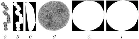Visualisation Of Area And Convex Area Of Chromosome Cluster And Download Scientific Diagram