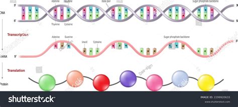 Transcription Translation Dna Rna Protein Stock Vector Royalty Free 2299920633 Shutterstock