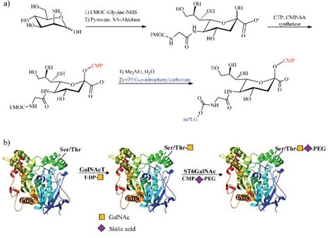Scheme 1 A Synthesis Of Pegylated Cmp Sialic Acid And B