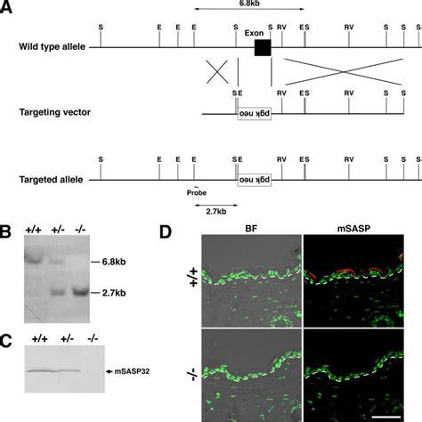 Generation Of Msasp Deficient Mice A Restriction Maps Of The Wild
