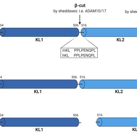 Klotho Mouse Models For Renal And Cardiovascular Diseases Download Scientific Diagram