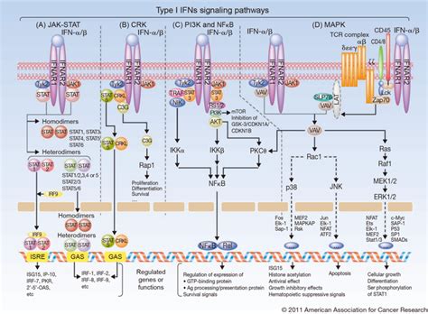 Ⅰ型干扰素 Ifn 家族及其生物学功能概述 知乎