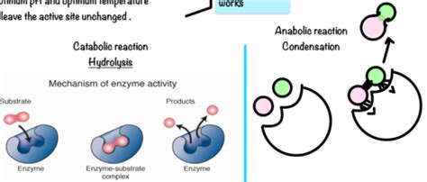 Enzymes Flashcards Quizlet