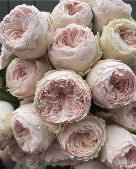 Roses троянди квіти розы букет пионовидные розы цветы Pretty Flowers Wedding Flowers