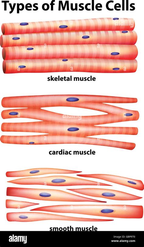 Skeletal Muscle Cell