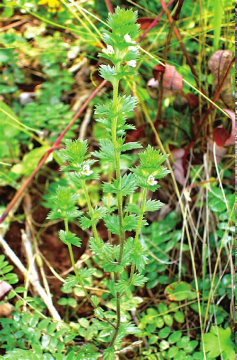 小米草 六盘山药用植物 图片