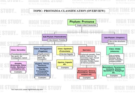 Classification Of Protozoa