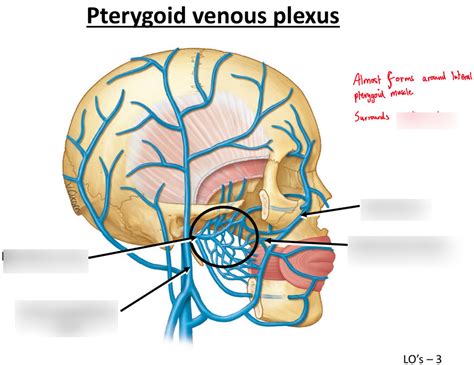 Diagram Of Pterygoid Venous Plexus Quizlet