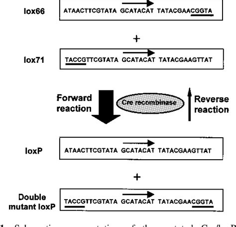 Figure 1 From Cre Recombinase Mediated Inversion Using Lox66 And Lox71 Method To Introduce