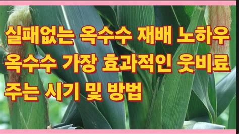 실패없는 옥수수 재배 노하우 및 옥수수 가장 효과적인 웃비료 주는 시기와 방법농사의신 Youtube