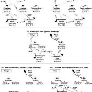 Structural Equation Modeling Showing Direct And Indirect Relationships Download Scientific