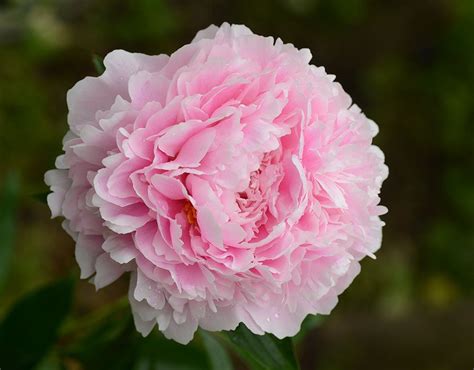 Пион Sarah Bernhardt 1 шт. – купить в питомнике по цене 1 008 ₽ с ...