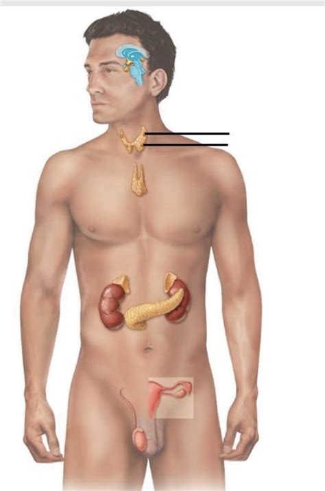 Endocrine System Labeling And Hormones Diagram Quizlet