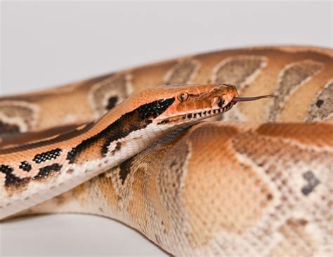 G Stripe Ultra Borneo Short Tailed Python By Frickers Exotics
