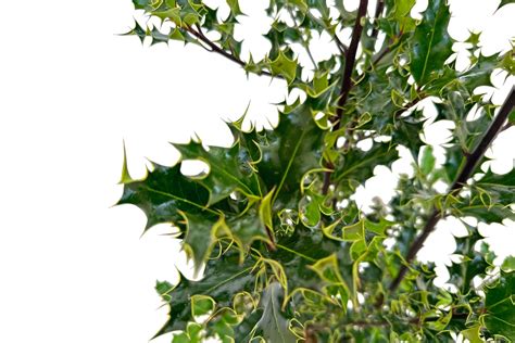 Hulst Aquifolium Gewone Hulst Met Bessen Haagplantenkopen Nl