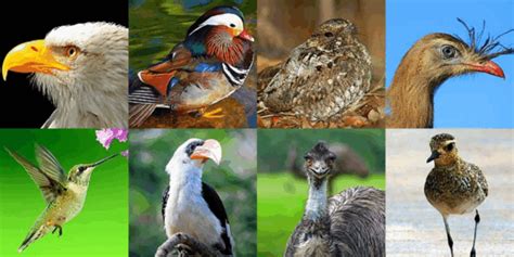 Exploring Different Bird Species And Their Characteristics