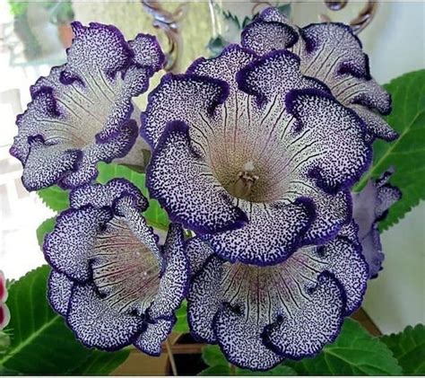 Цветочный рай [11 мар 2021 в 00 44] Такая глоксиния придел мечтаний многих цветочников