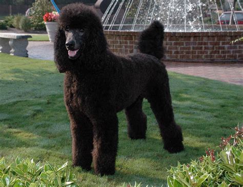 Большой пудель порода 68 фото картинки Sobakovodclub