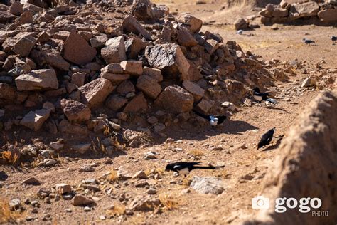 ФОТО Дэлхийн энергийн төв гэгдэх Дэмчогийн хийд