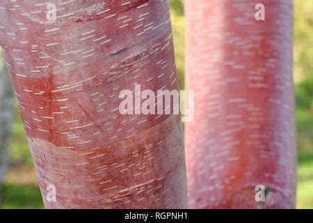 Betula Albosinensis China Ruby Chinese Red Birch Tree Bark Uk Stock
