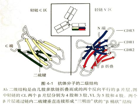 医学免疫学第六版4 抗体 word文档在线阅读与下载 无忧文档