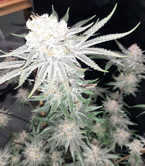 Mosca Tiki Collab Ice Pie The Dude Grows Show