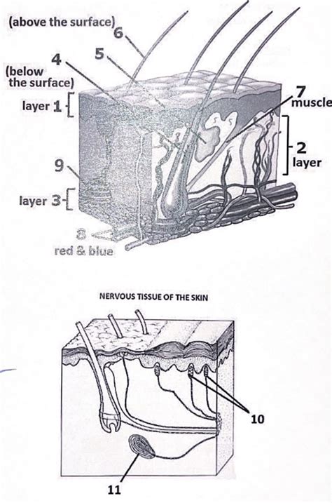 Integumentary System Diagram Diagram Quizlet
