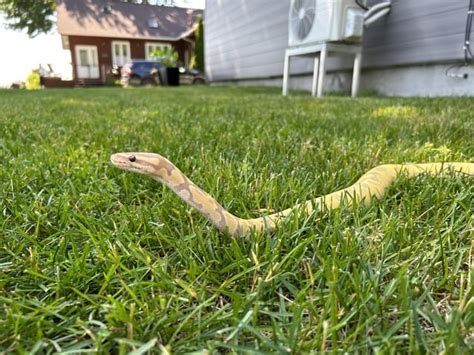 1st outside adventure🌱🌞 r ballpython