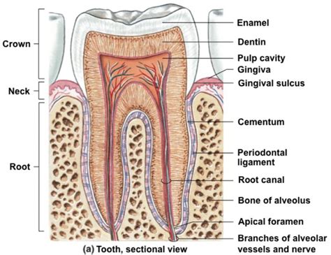 Root Canal Alternative