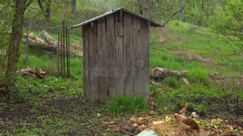 Chickens Forage For Food Outside Stock Footage Video Of Domestic Range 374755848