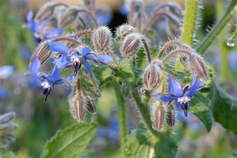 Borágó, Borago officinalis - Kerti tippek