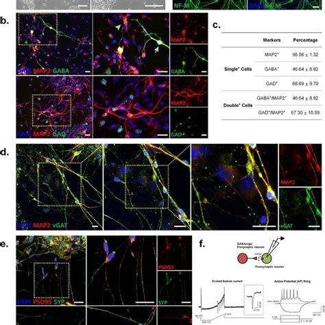 Directed Induction Of Neural Stem Cell Like Cells Inscs Into Download Scientific Diagram