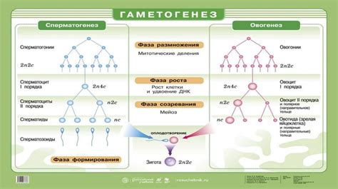Половое размножение организмов презентация онлайн