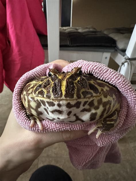 I Give You My Absolute Unit Of A Frog Rabsoluteunits