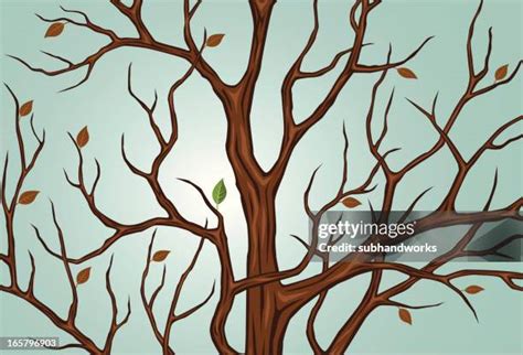 Leaf Bud High Res Vector Graphic Getty Images