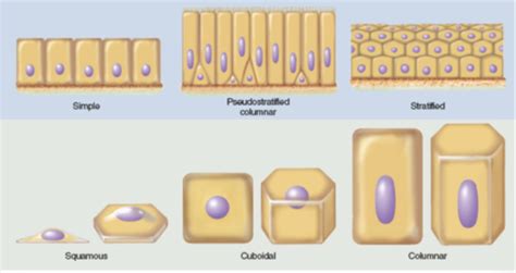 Bio 201 Lab Practical 1 Flashcards Quizlet