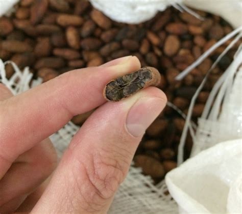 Wholesale Organic Cacao Nibs Santa Barbara Chocolate