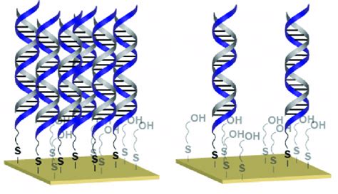 Schematic Representation Of Self Assembled Dna Monolayers On The Gold