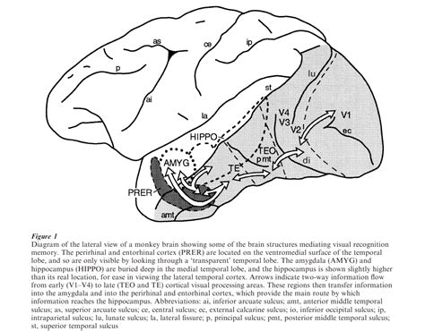 Neural Basis Of Recognition Memory Research Paper Iresearchnet