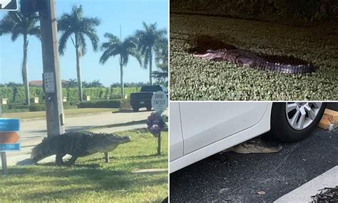 Florida Invaded By Hungry And Horny Alligators As Mating Season Ramps Up Daily Mail Online