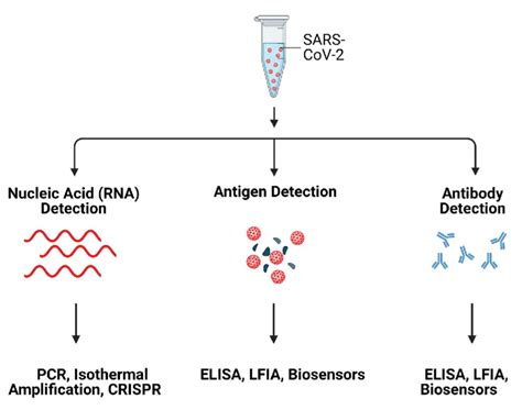 Schematic Illustration Of Sars Cov 2 Detection Systems Created With Download Scientific