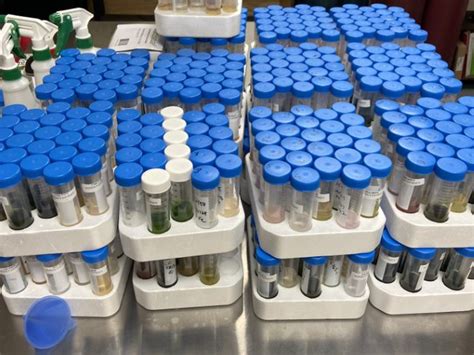 Stevenson University