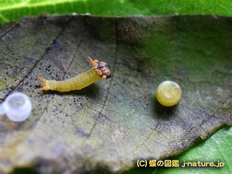 フタオチョウの卵幼虫蛹