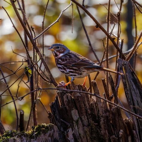 Adult Red Fox Sparrow Passerella Iliaca Perched On A Dead Tree Stump