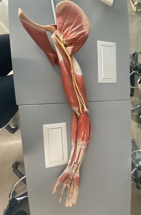 Bio 271 Lab Exam 2 Diagram Quizlet