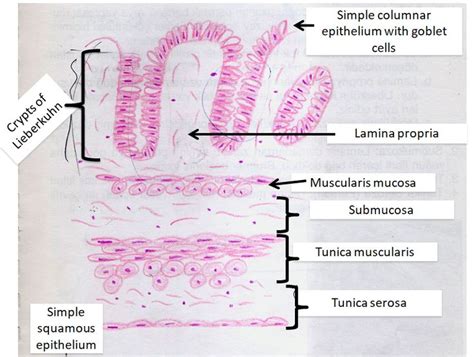 Crypts Of Lieberkuhn Diagram